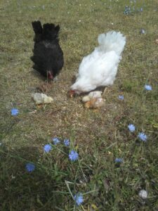 Chickens Who Foster, Chickens Who Adopt - Backyard Poultry